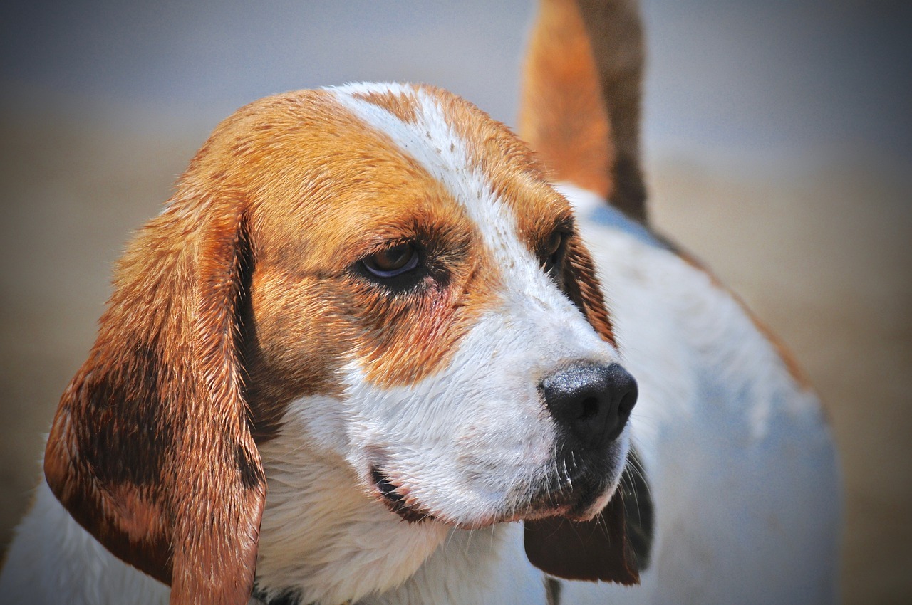 Mon chien se gratte les oreilles… Mites d’oreilles ou infection ? – Les ...